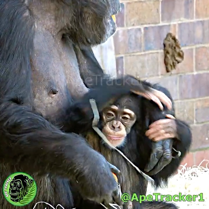 Baby Chimpanzee Jeff Steals an Apple Off His Mom #shorts - YouTube