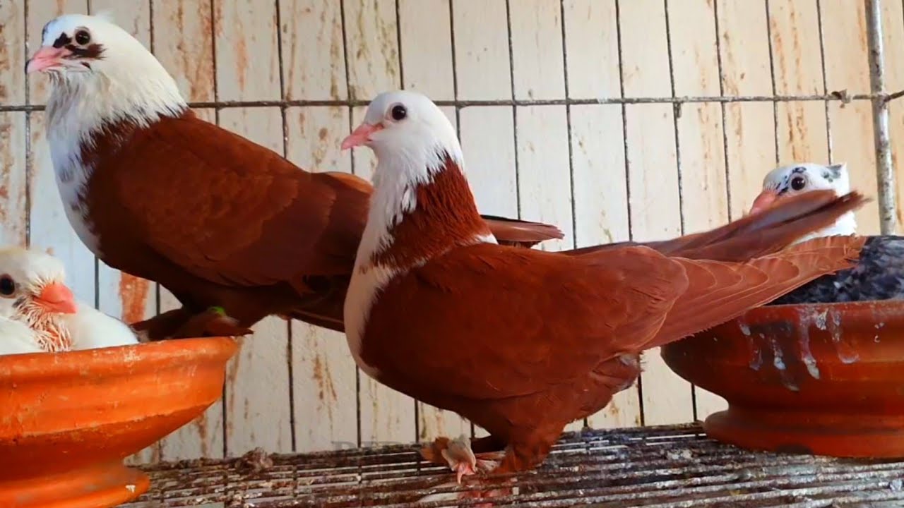 iranian high flyer pigeon | iranian sheksarly pigeon | starling pigeon ...