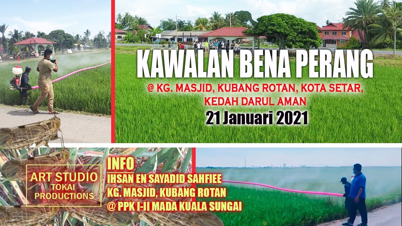 KAWALAN BENA PERANG | BROWN PLANTHOPPER @ KG. MASJID, KUBANG ROTAN ...