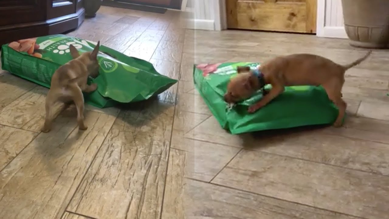 Tiny Chihuahua Attacks Bag of Food 15 times its Size - YouTube