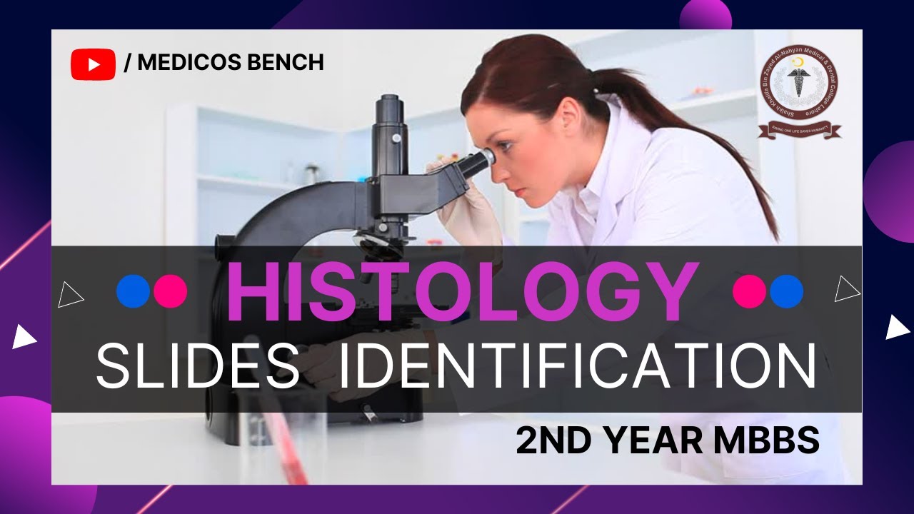Histology - Slides Identification - 2nd Year MBBS - UHS - ID points ...