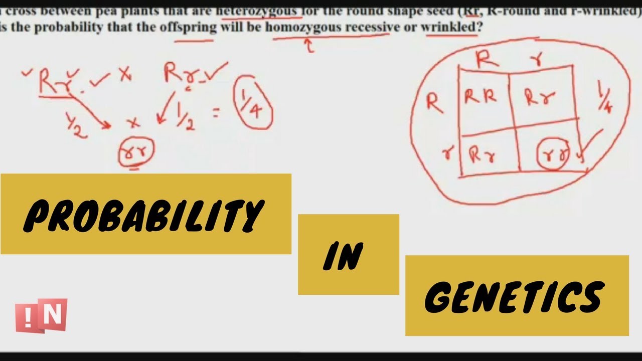Probability in Genetics - It is Not that Difficult! - YouTube