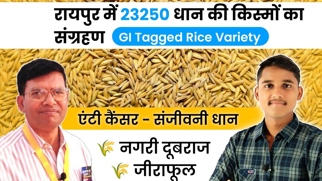Chhattisgarh GI Tag Rice Variety 🌾 Anti Cancer - Sanjeevani Rice | Akti ...