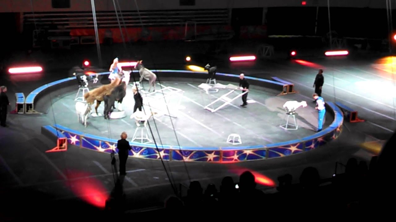 World Famous Circus Animals doing Tricks - YouTube