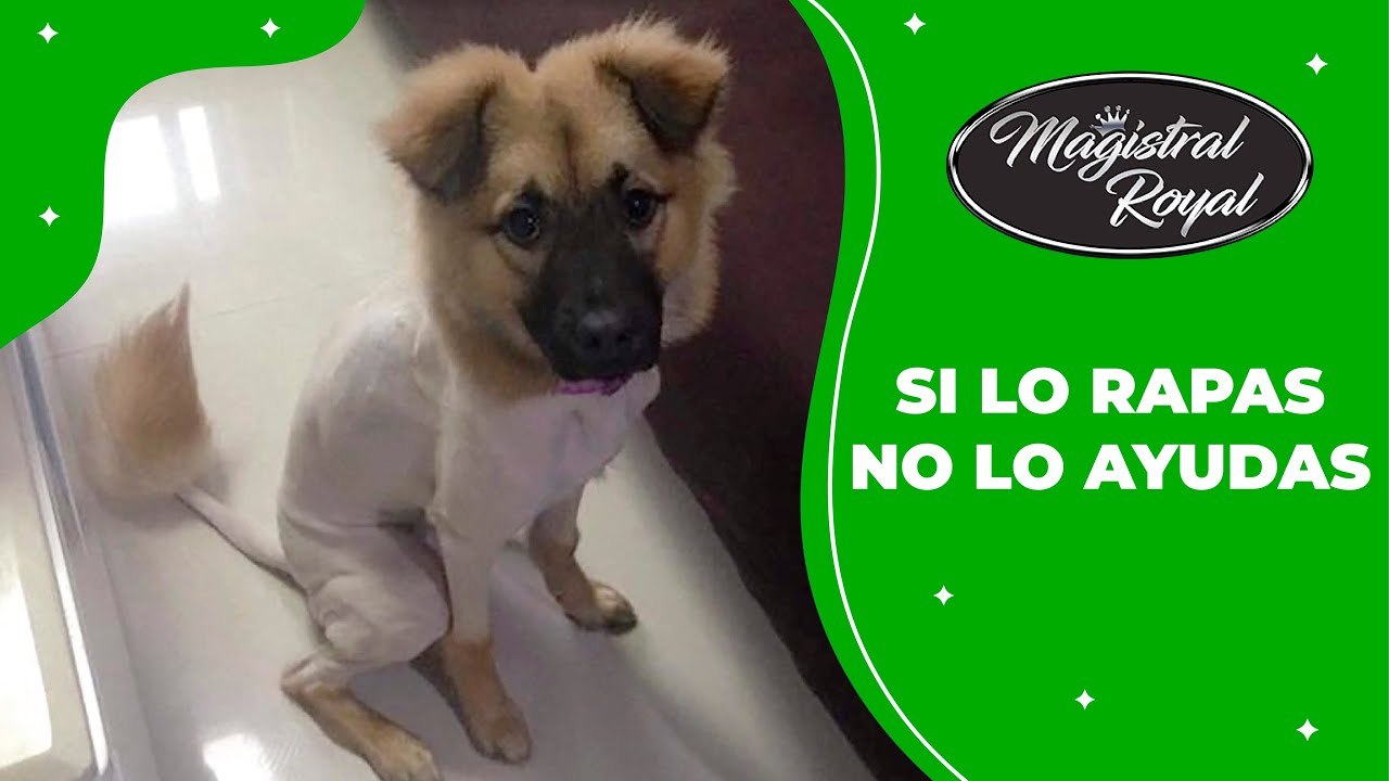 Por qué NO debes RAPAR a tu mascota - YouTube