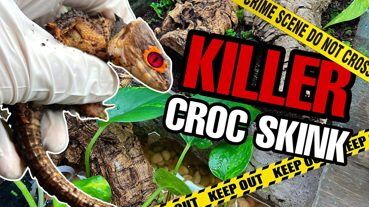 KILLER CROCODILE SKINK | How to Setup a Red-Eye Crocodile Skink ...