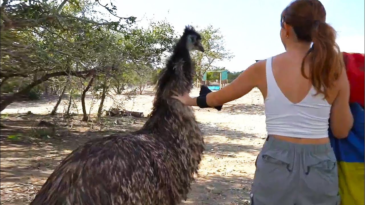 Maya realizes how tall Stompy is at Alveus - YouTube