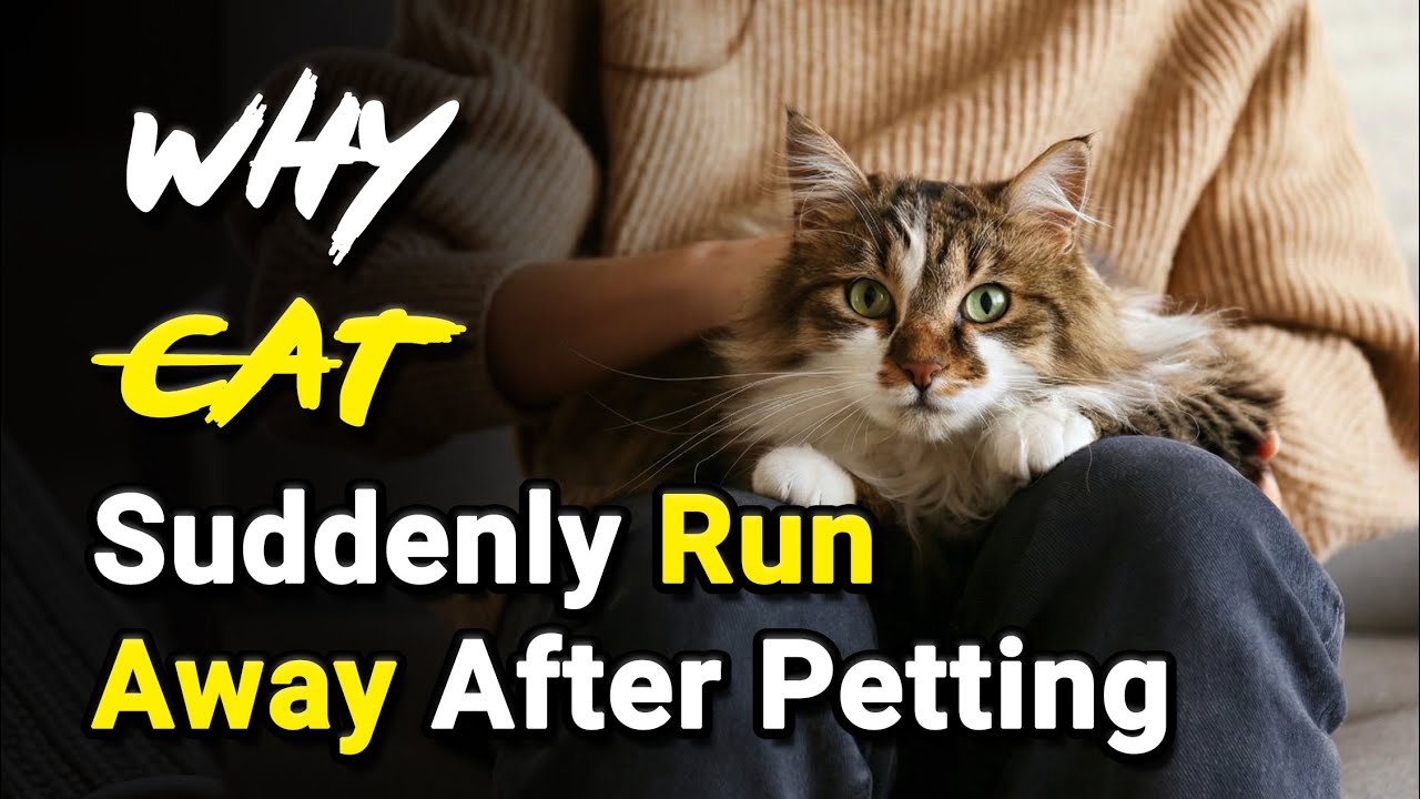 Why Cats Suddenly Run Away After Petting 🐱💨| Ep 27 - YouTube