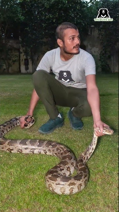 From massive pythons to venomous cobras, here’s a recap of our October ...