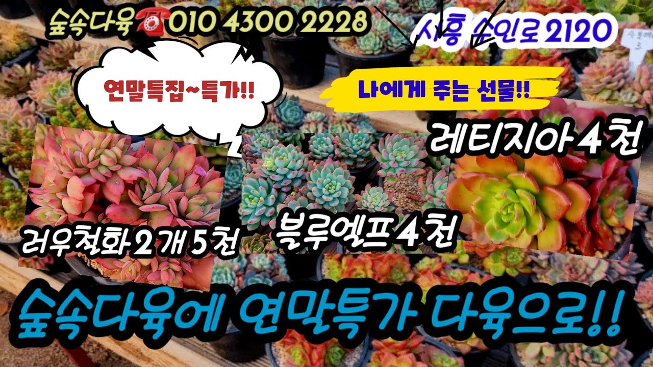 연말특가 숲속다육에 착한다육~대출동 유비무언2탄 4천이하군생11종 블루엘프 레티지아 러우철화2개5천등 Youtube
