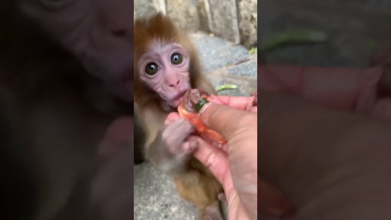 Adorable Baby Monkeys -🙊 Monkey lyly 😍 | Tik Tok Animals#60 - YouTube