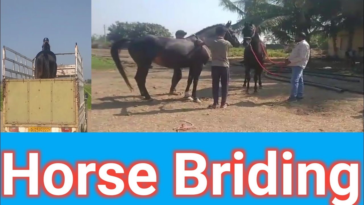 Horse Briding #m303 @arjunhorsefarm - YouTube