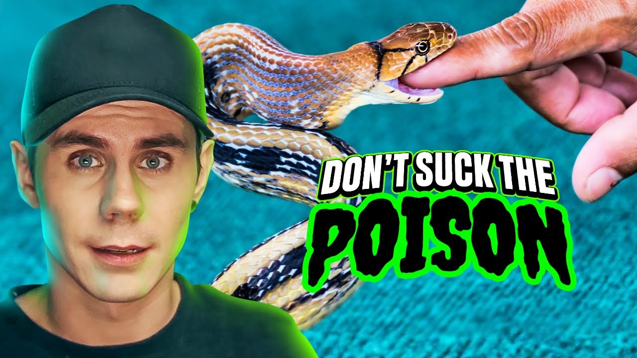 Inside the Deadly World of Snakes 150 Toxins in One Bite! 🐍💀 - YouTube