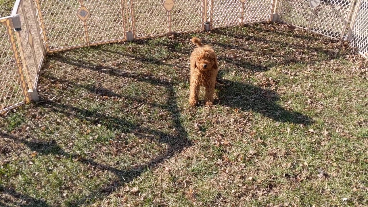Cooper - medium red labradoodle - YouTube
