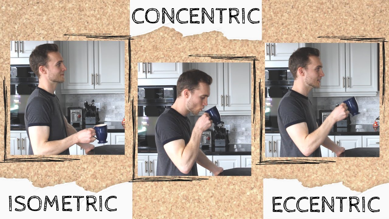 Isometric, Concentric, Eccentric | Types of Muscle Contraction ...