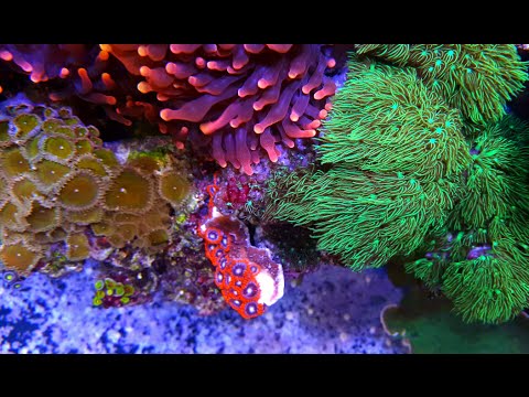 Top down view of my 200 gallon reef tank (raw video) - YouTube