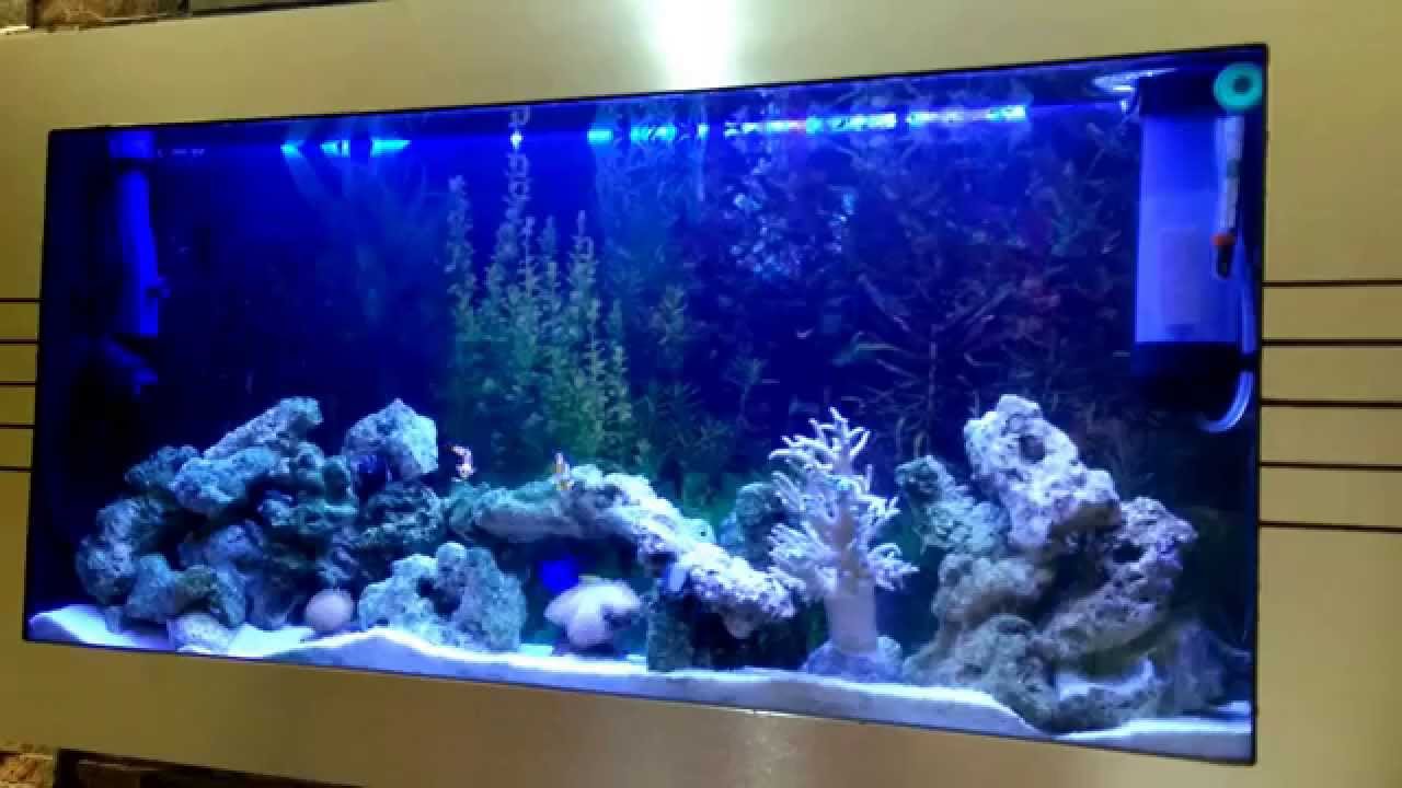 Wall mounted marine reef aquarium - YouTube