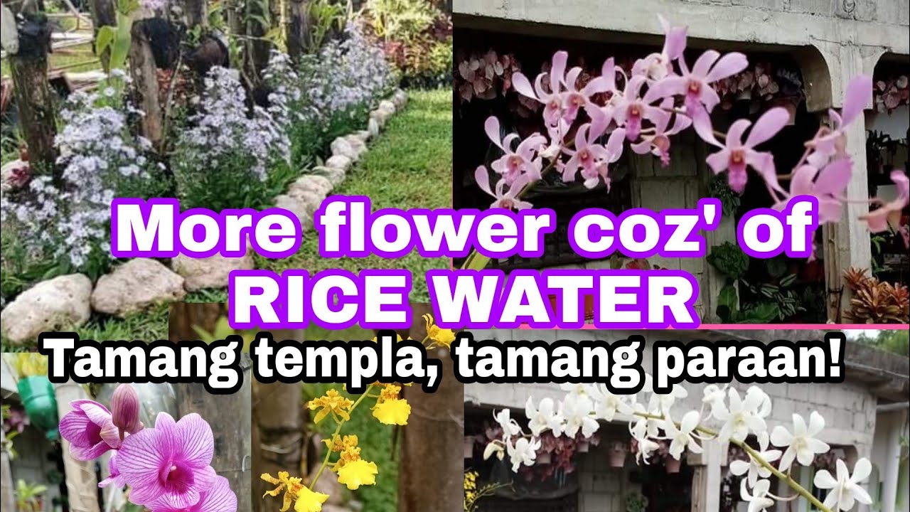 How to use RICE WATER (Hugas Bigas) as Effective Fertilizer #ricewater ...
