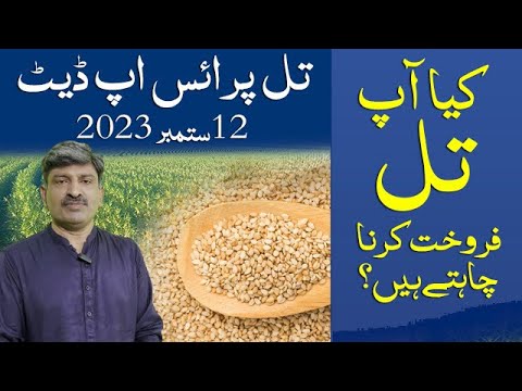 Sesame Seeds Rate Today | Sesame Farming in Punjab | Sesame Cultivation ...