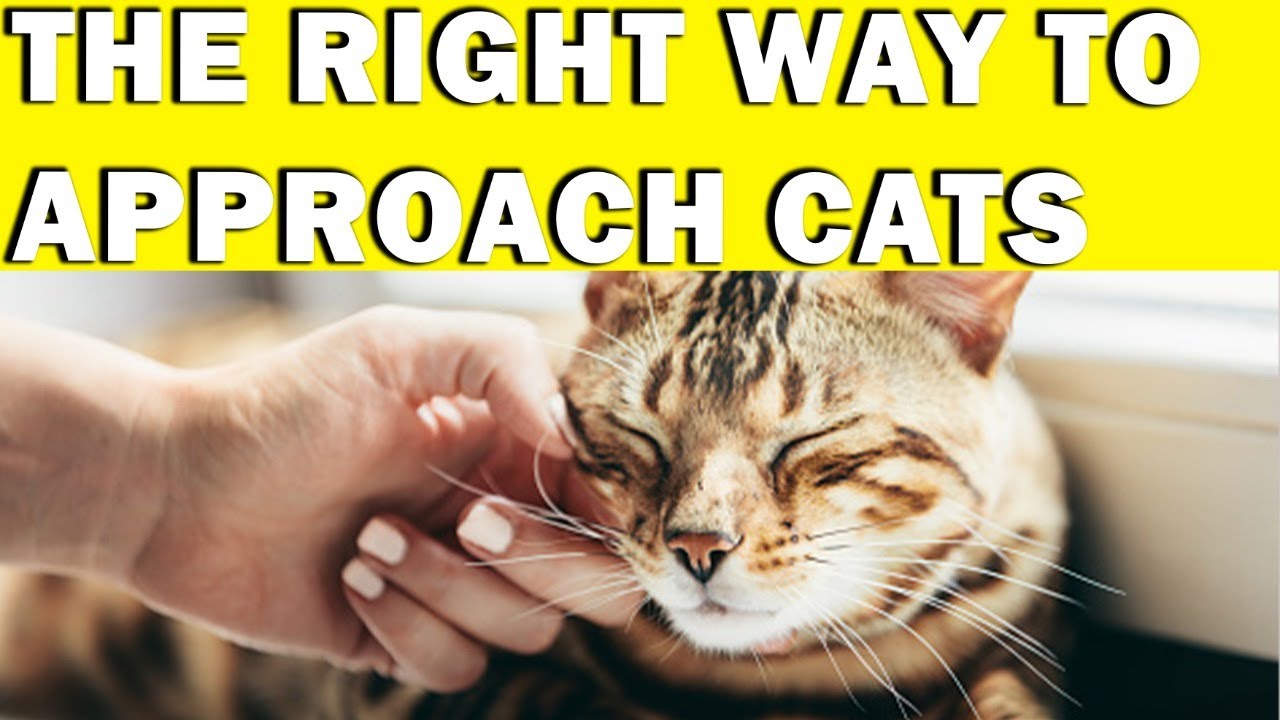 The Safest Way To Approach An Unknown Cat - YouTube