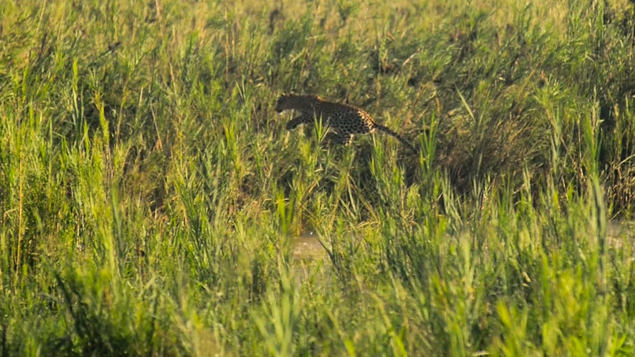 Leopard Leaps Across River | andBeyond Kirkman's Kamp | South Africa ...
