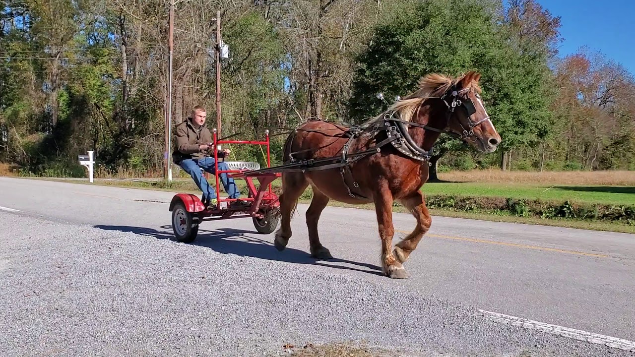 Belgian haflinger cross mare driving - YouTube