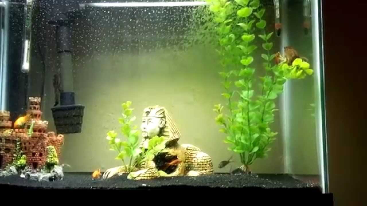 Crayfish eating feeder fish - YouTube