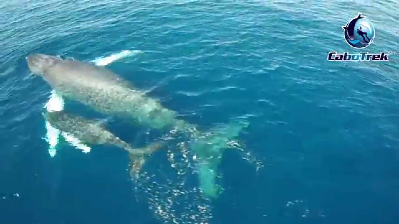 Humpback Whales: behavior observation from above - YouTube