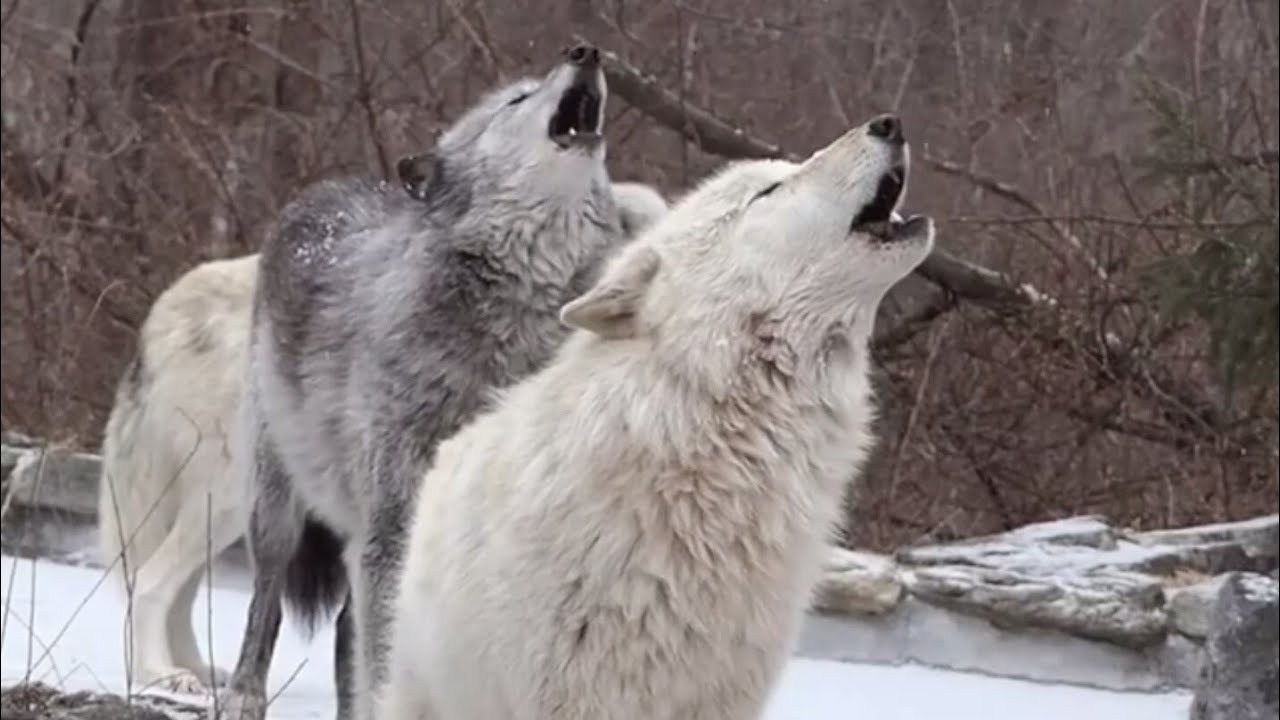 wolf howling on trail camera - YouTube