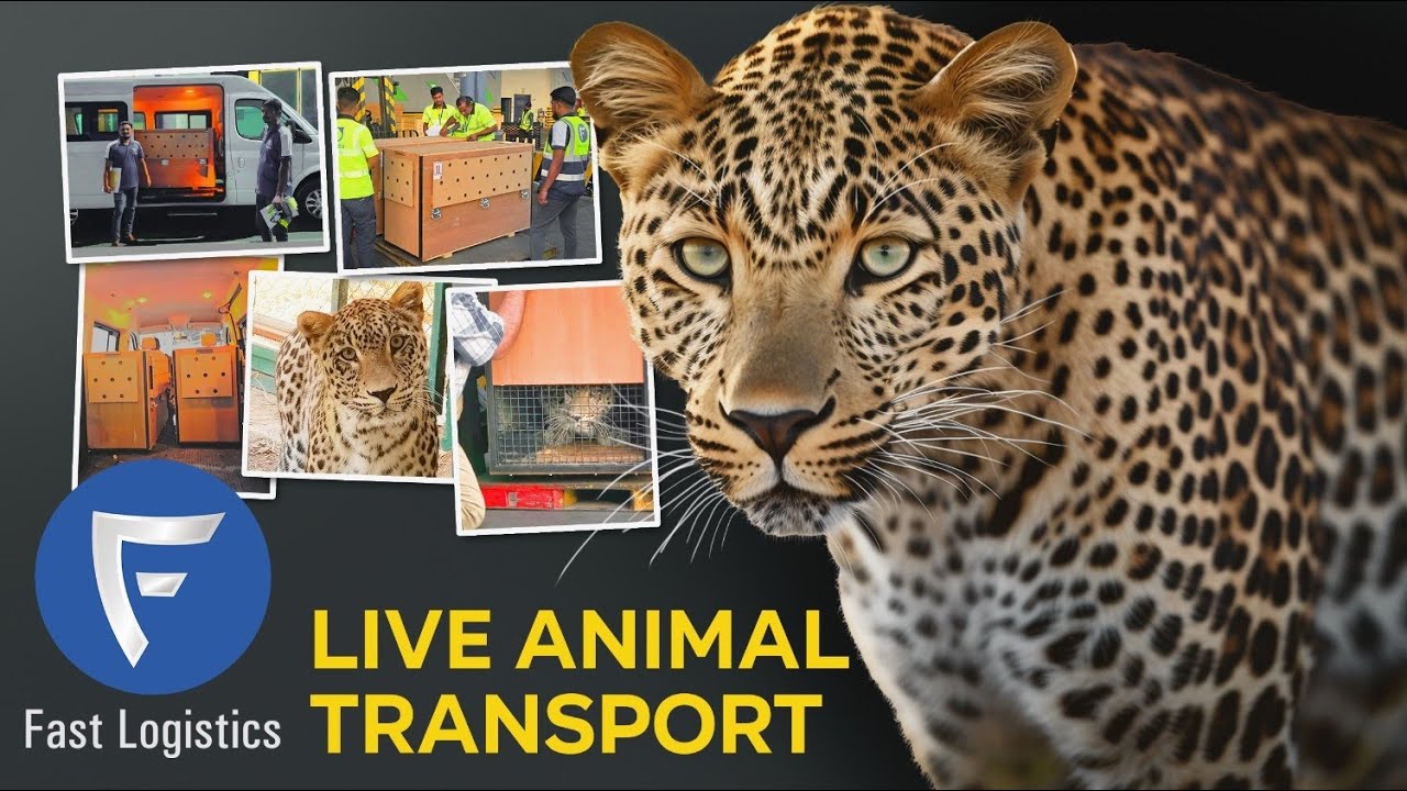 Fast Logistics | Leopard Transport | Live Animal Transport | Animal Logistics - YouTube
