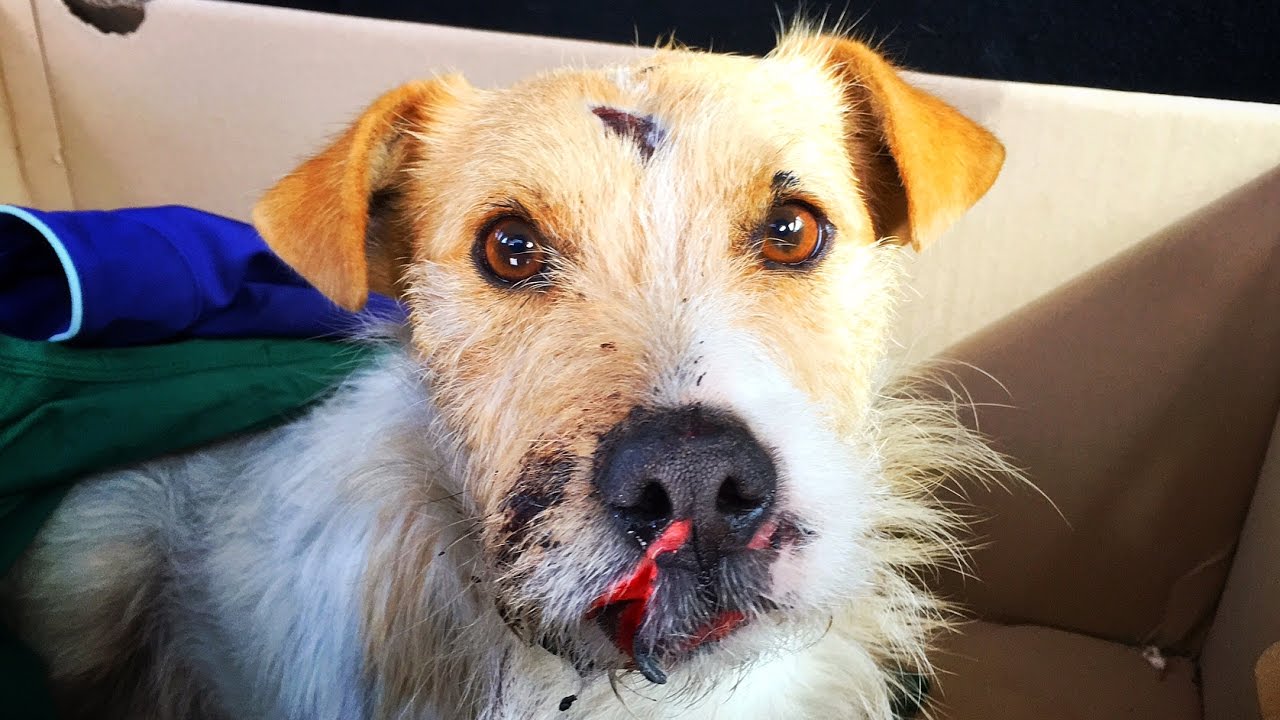 AMAZING TRANSFORMATION OF DOG WITH PLEADING EYES... SHARE! - YouTube