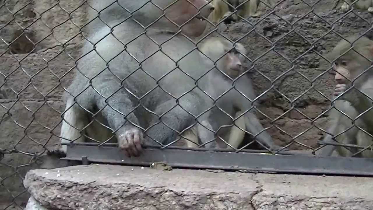 MONOS PAPION O HAMADRIADE EN EL ZOOLOGICO DE MENDOZA - YouTube
