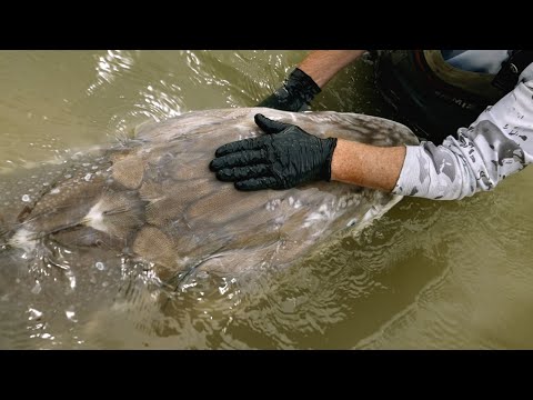 Top 10 Strangest Fish Ever Caught