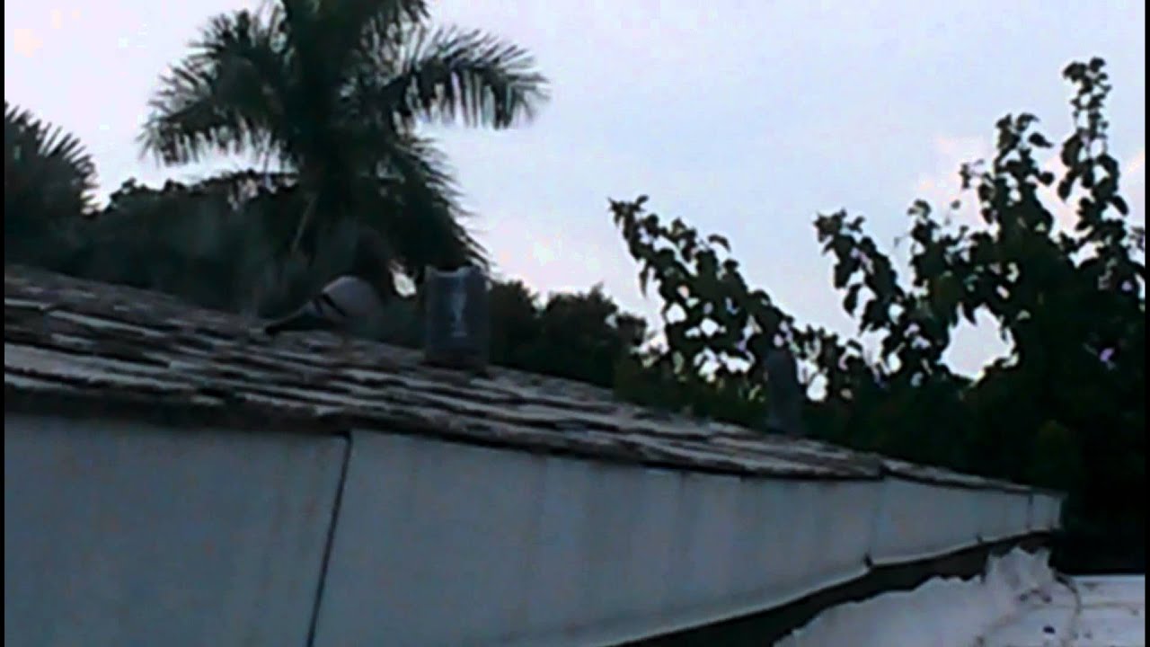 Captura de la pichona azul empedrao pichonson(1) - YouTube