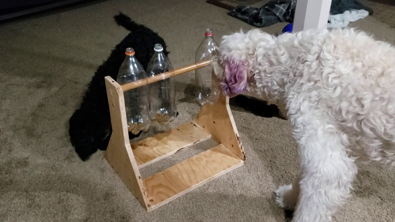 DIY Bottle flipping dog toy for treats - YouTube
