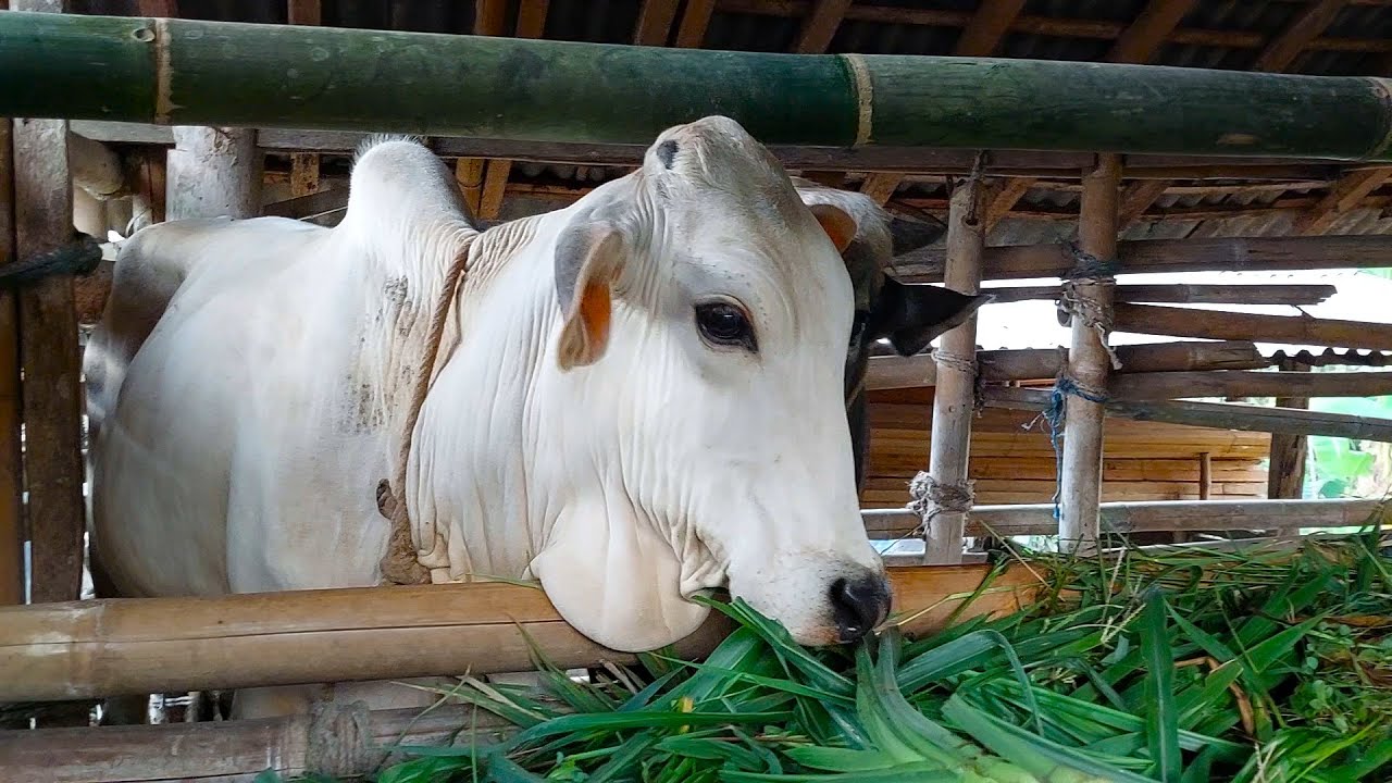 SUARA SAPI MOO ASLI TERNAK , SUARA SAPI SAPI BESAR , COW SOUND EFFECT ...