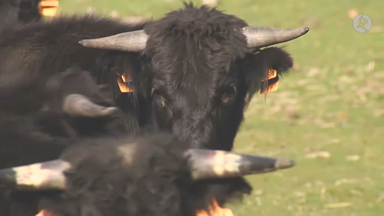 Las edades del toro | Tierra de Toros - YouTube