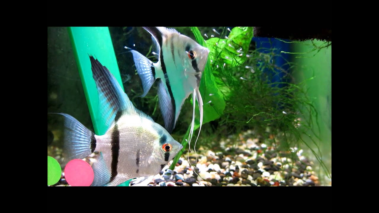 Philippine Blue (pb) Silver Angelfish pair with fry - YouTube