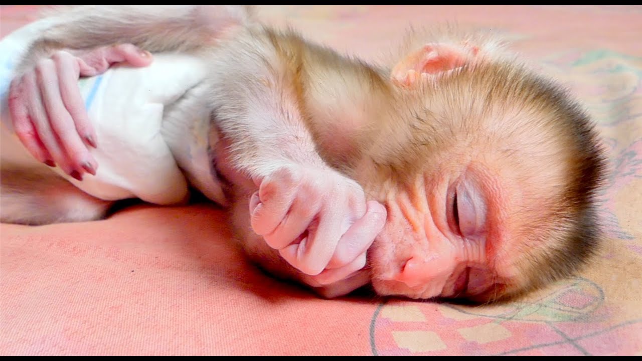 Baby Bou Bou very fully after drink more milk and relax - YouTube