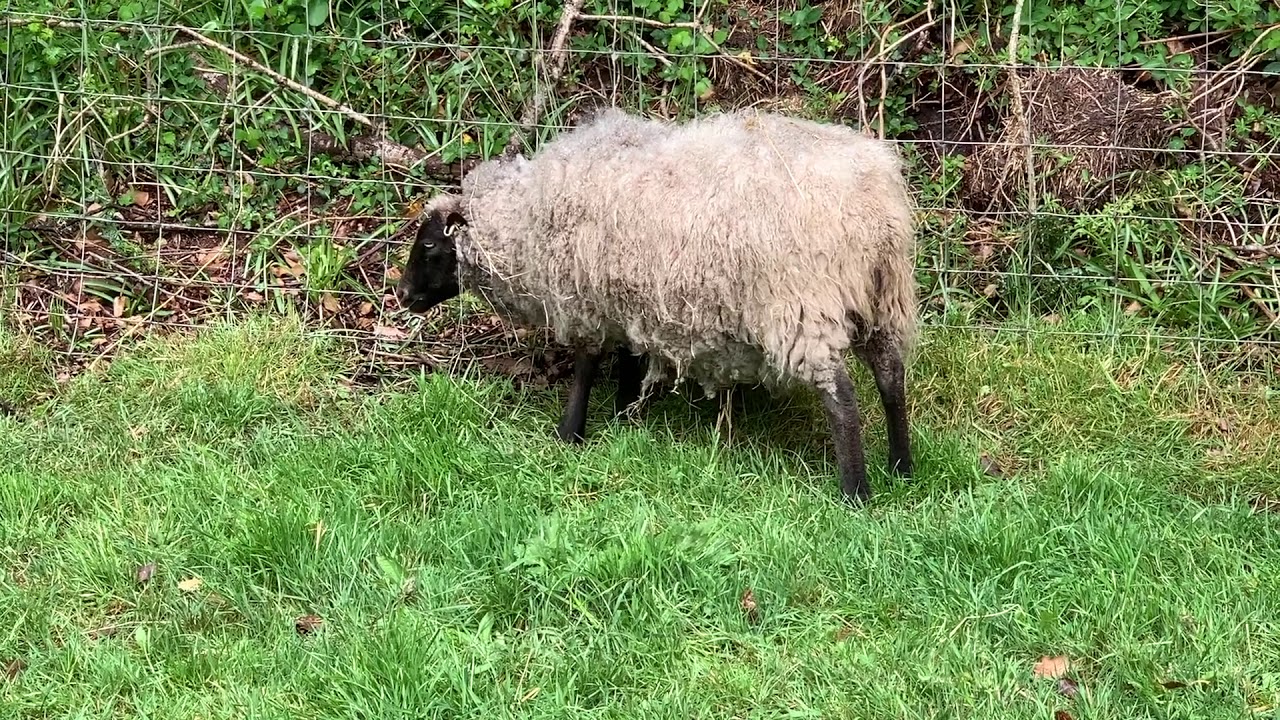 Poorly Sheep - YouTube