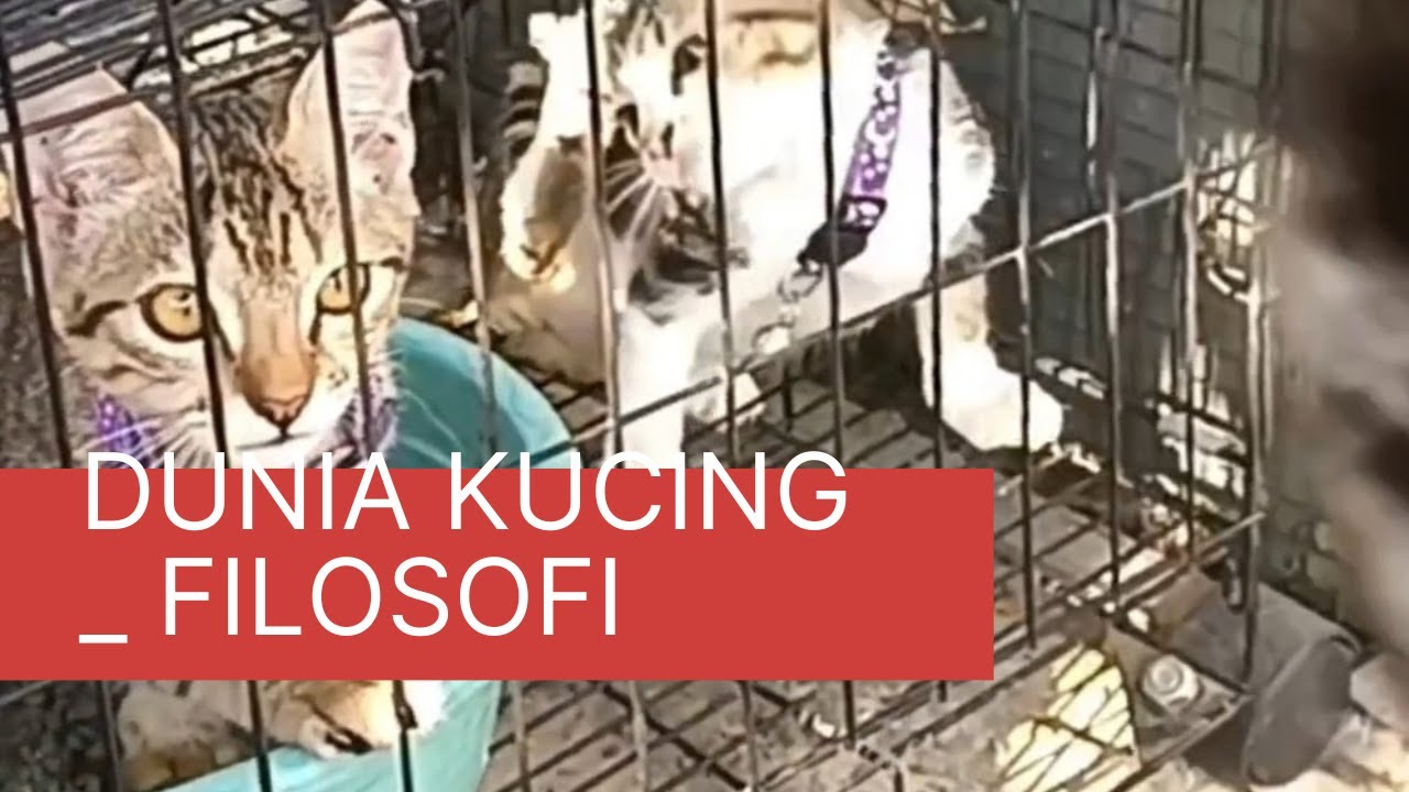DUNIA KUCING - Filosofi - YouTube