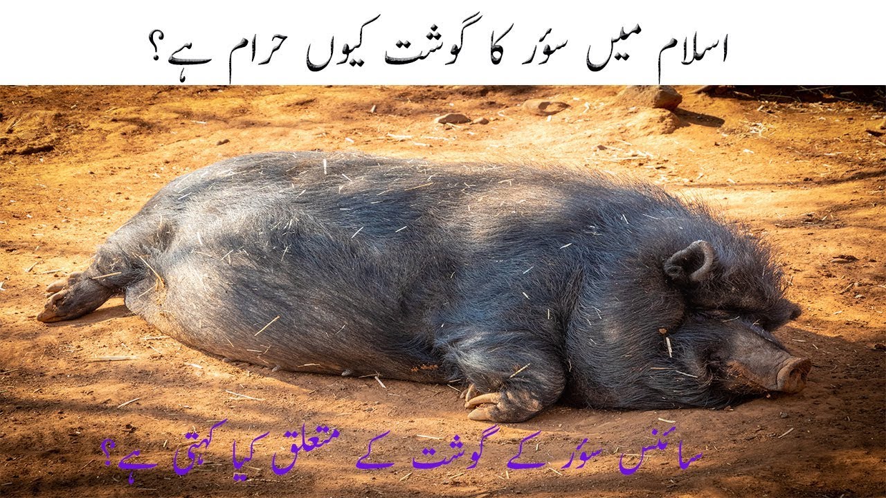 Why Pork Meat is Haram in Islam | Scientific Research on Pork Meat ...