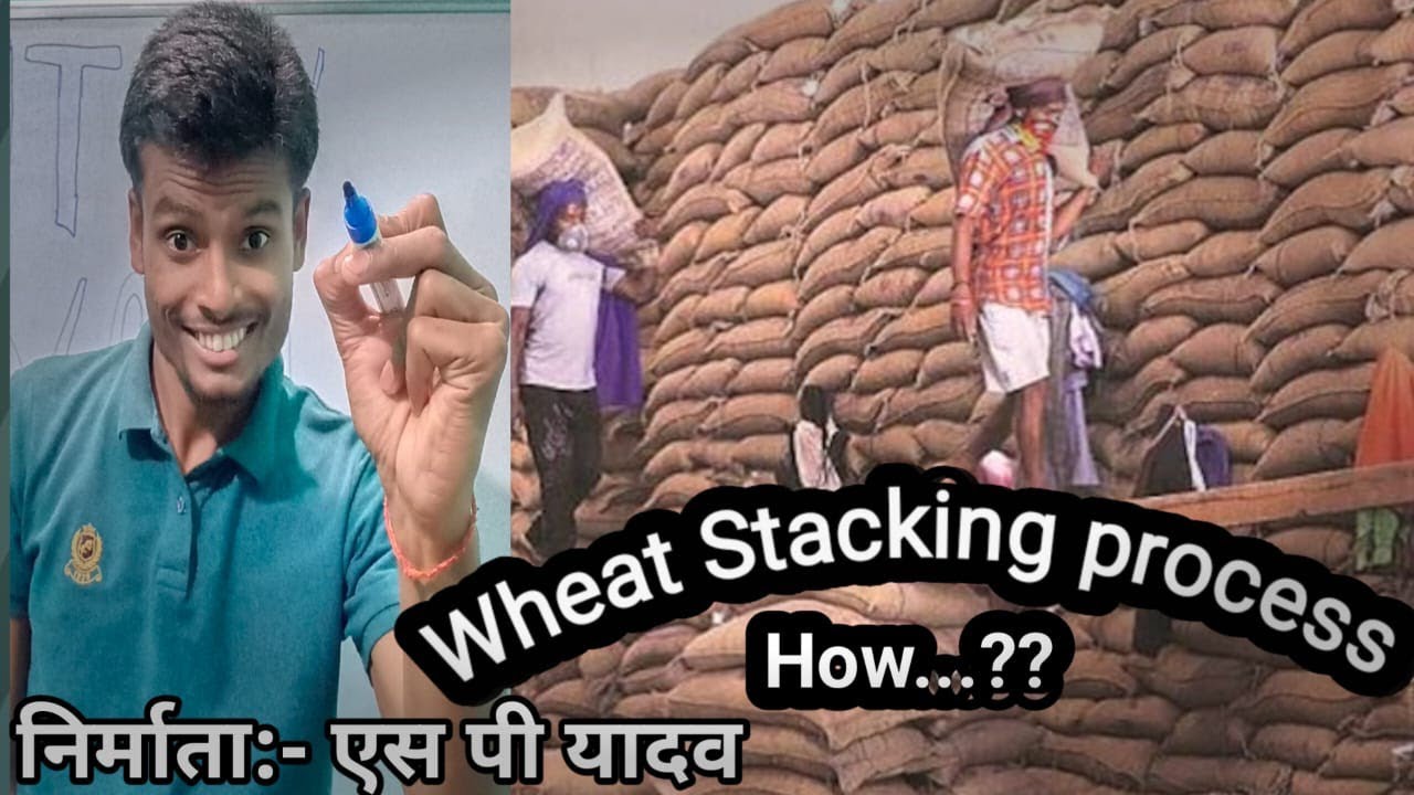 How to Stacking Wheat??@SP Yadav - YouTube