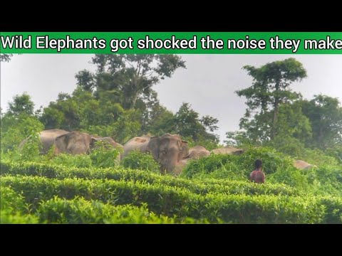 Wild Elephants got shocked the noise they make || Assam wild elephant ...