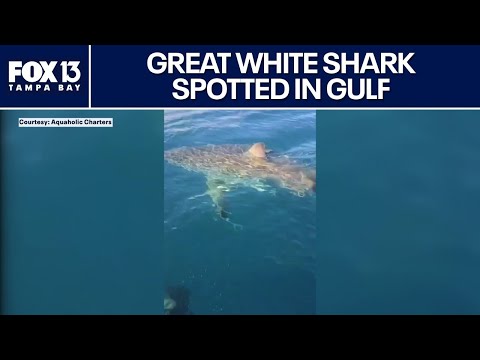 Great white shark spotted off Florida coast near charter