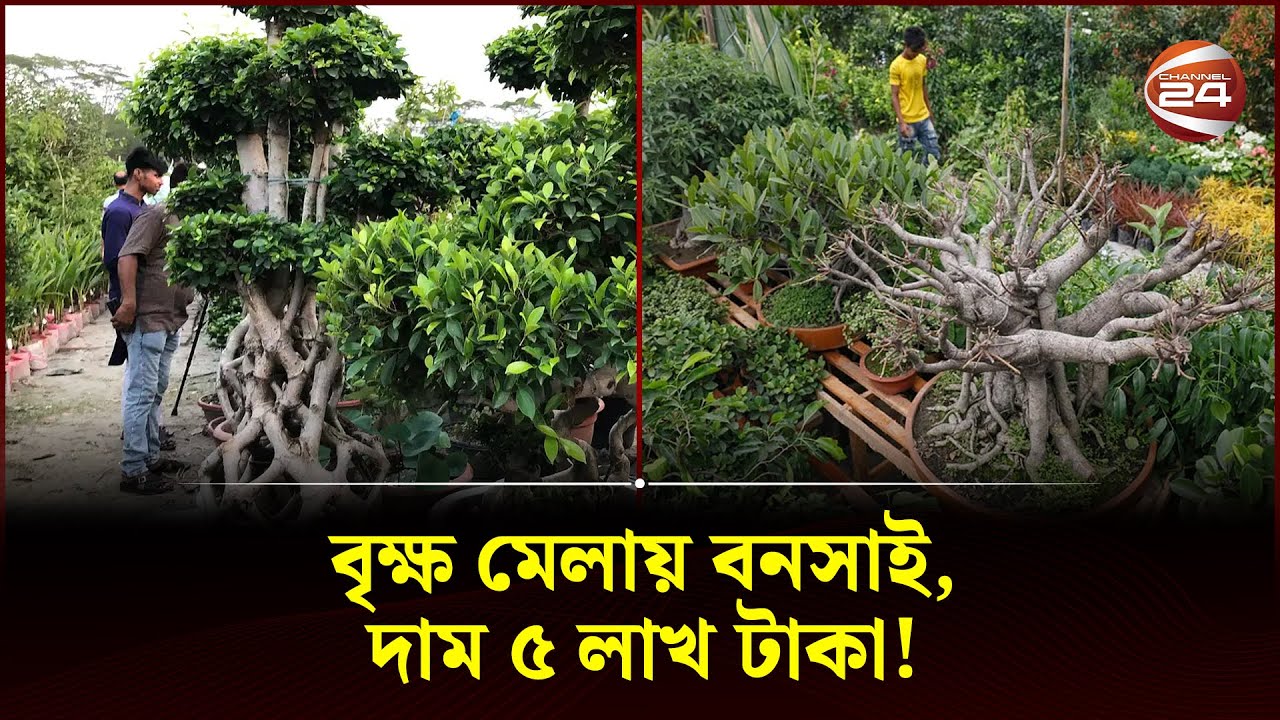বৃক্ষ মেলায় বনসাই, দাম ৫ লাখ টাকা! | Bonsai Tree | Tree fair | Dhaka ...
