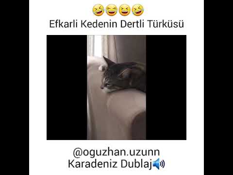 Efkarli Kedinin Dertli Türküsü Karadeniz Dublaj