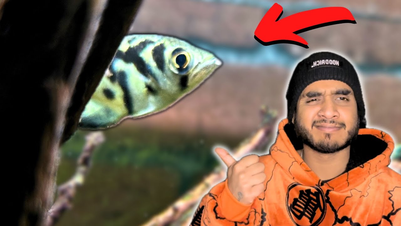 How to Help a Shy Fish - YouTube