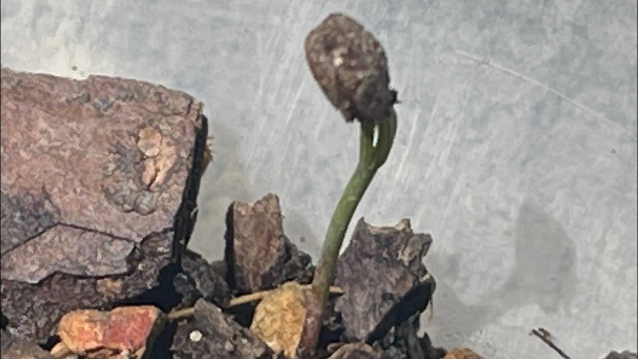 Sprouting Pine Tree Seed - YouTube