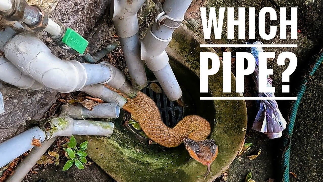 Saving a snake, trapped in a pipe... - YouTube